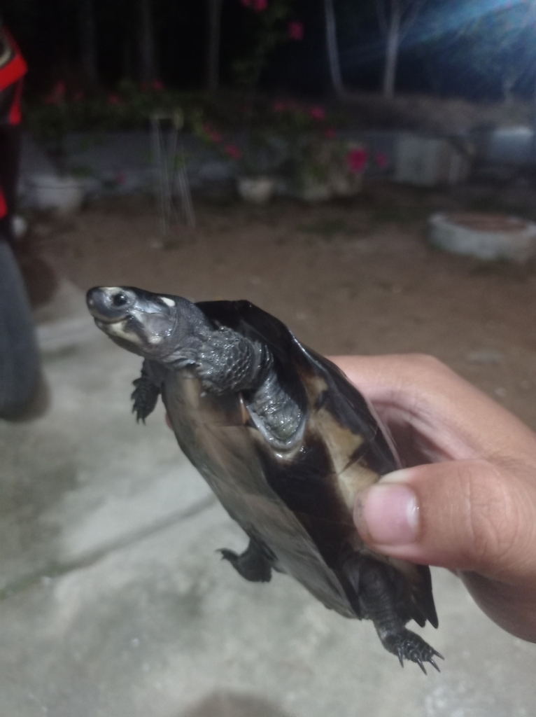 Black Marsh Turtle in September 2023 by Ary heriyanto · iNaturalist