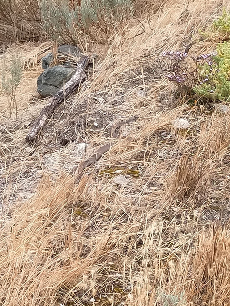 Eastern Brown Snake from St Kilda SA 5110, Australia on November 23 ...