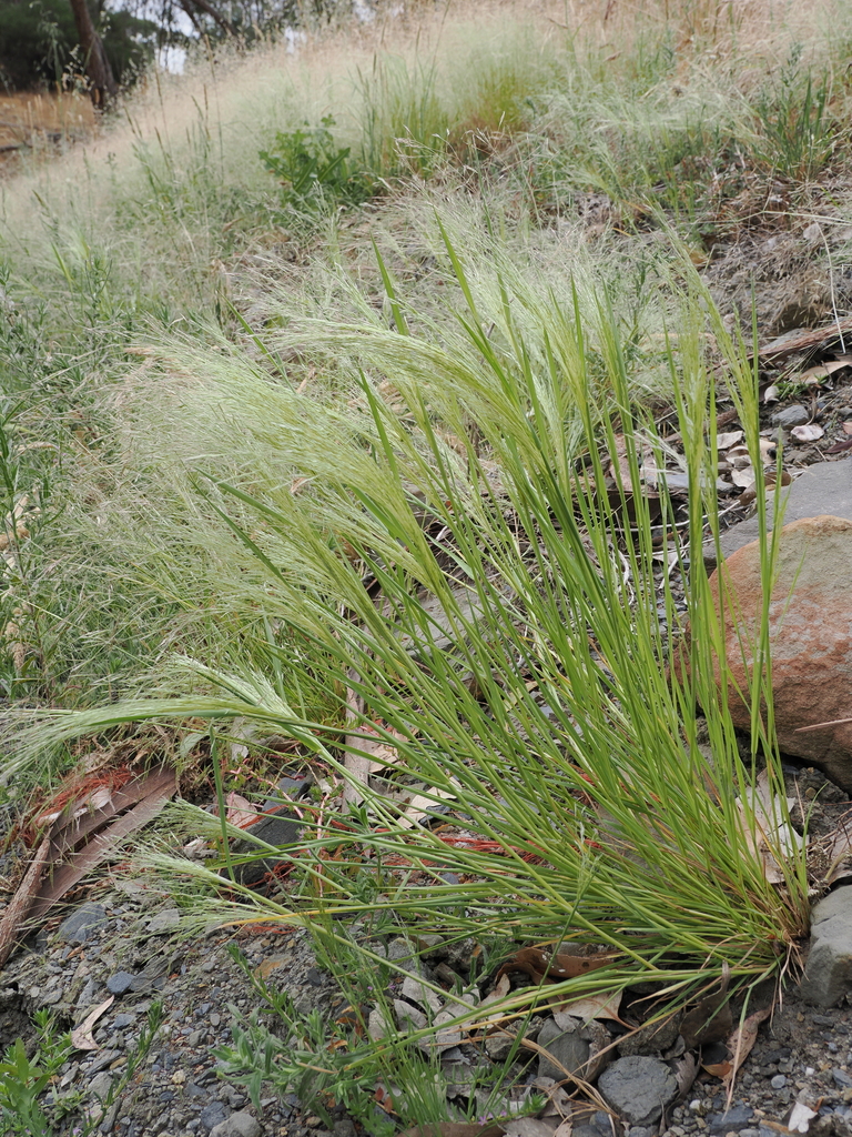 blown grass in November 2023 by millotia · iNaturalist