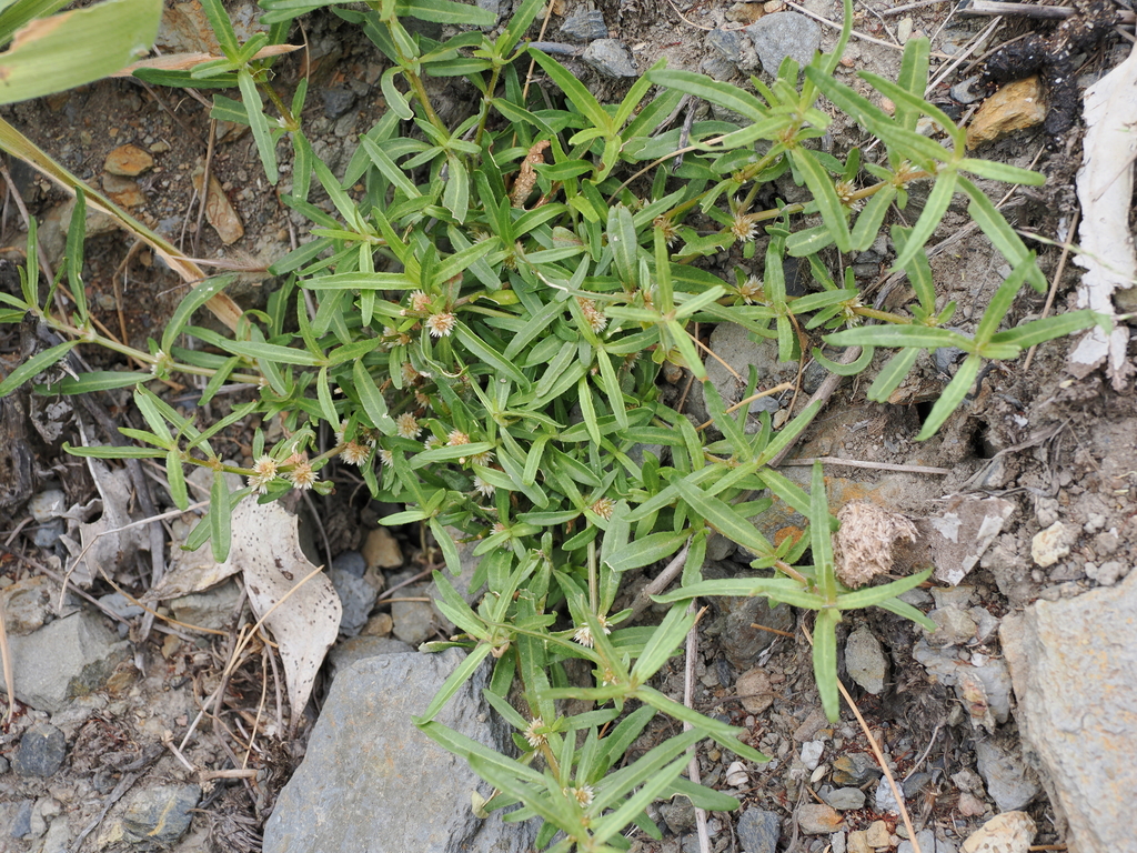 Lesser Joyweed in November 2023 by millotia · iNaturalist