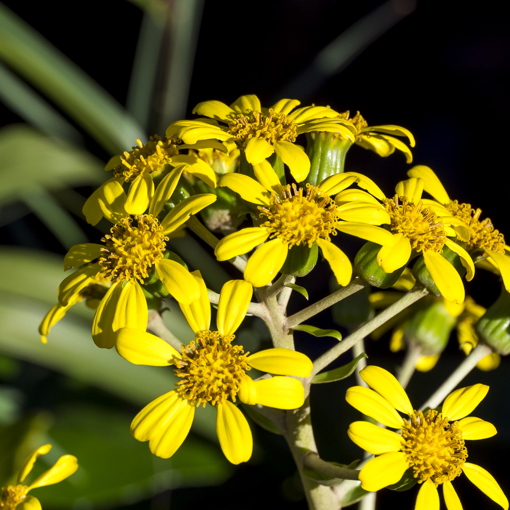 Asteroideae from Riverbanks Zoo & Garden, SC, USA on November 28, 2023 ...