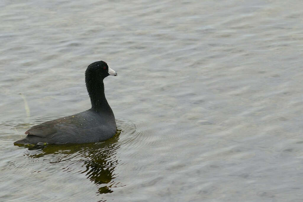 American Coot from 25155 Wheeler Rd, Christmas, FL 32709, USA on ...