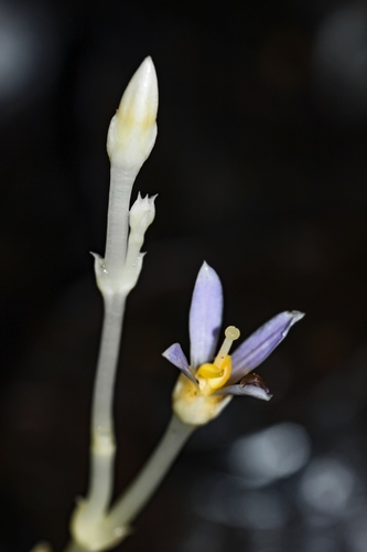 Exacum tenue · iNaturalist Ecuador