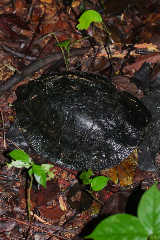 Black Marsh Turtle in November 2023 by Vojtěch Blažek. not sure about ...