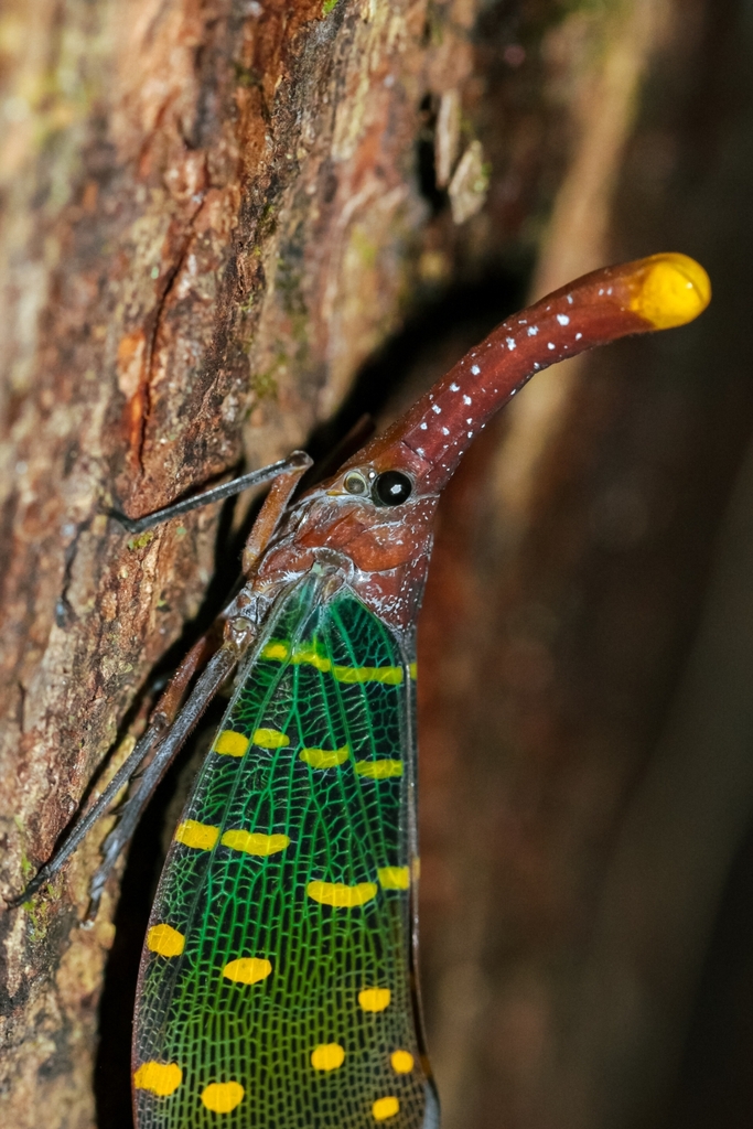 Pyrops intricatus from Mulu, MY-SK-MR, MY-SK, MY on November 26, 2023 ...