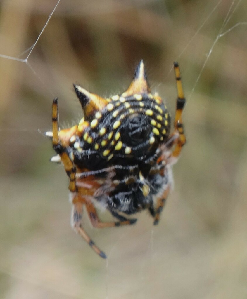 Christmas Jewel Spider from Portarlington VIC 3223, Australia on ...