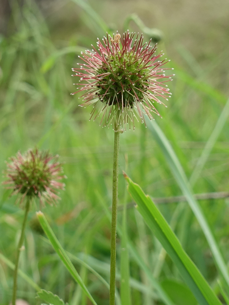 Biddy-biddy from Laughing Waters Road, Eltham VIC 3095, Australia on ...