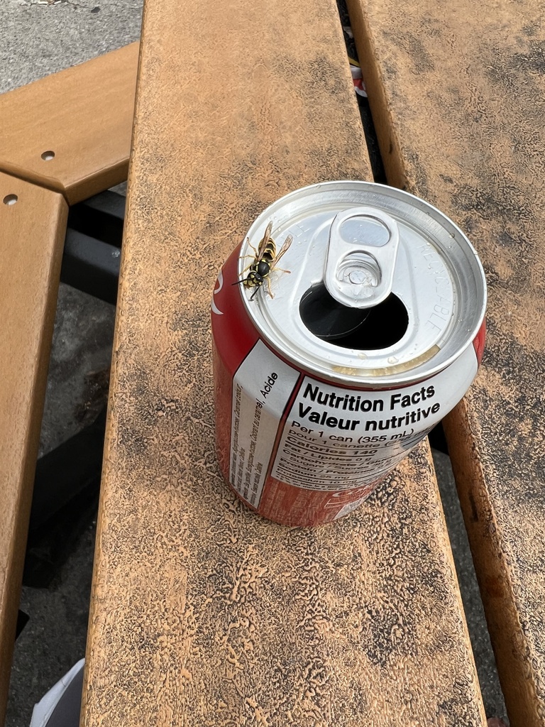 German Yellowjacket in September 2023 by yifan3742. These wasps ...