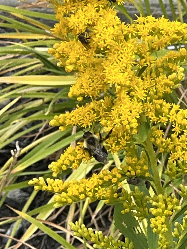Common Eastern Bumble Bee in September 2023 by yifan3742. Found on ...