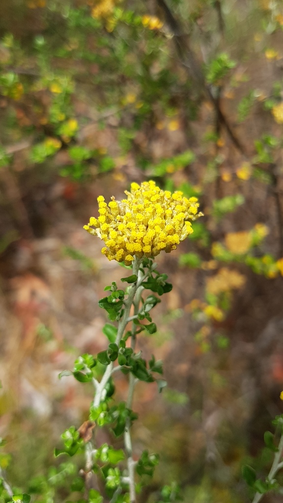 Grey Everlasting from Castlemaine VIC, Australia on November 25, 2023 ...