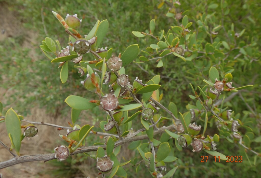 Australian Tea Tree from Portarlington VIC 3223, Australia on November ...