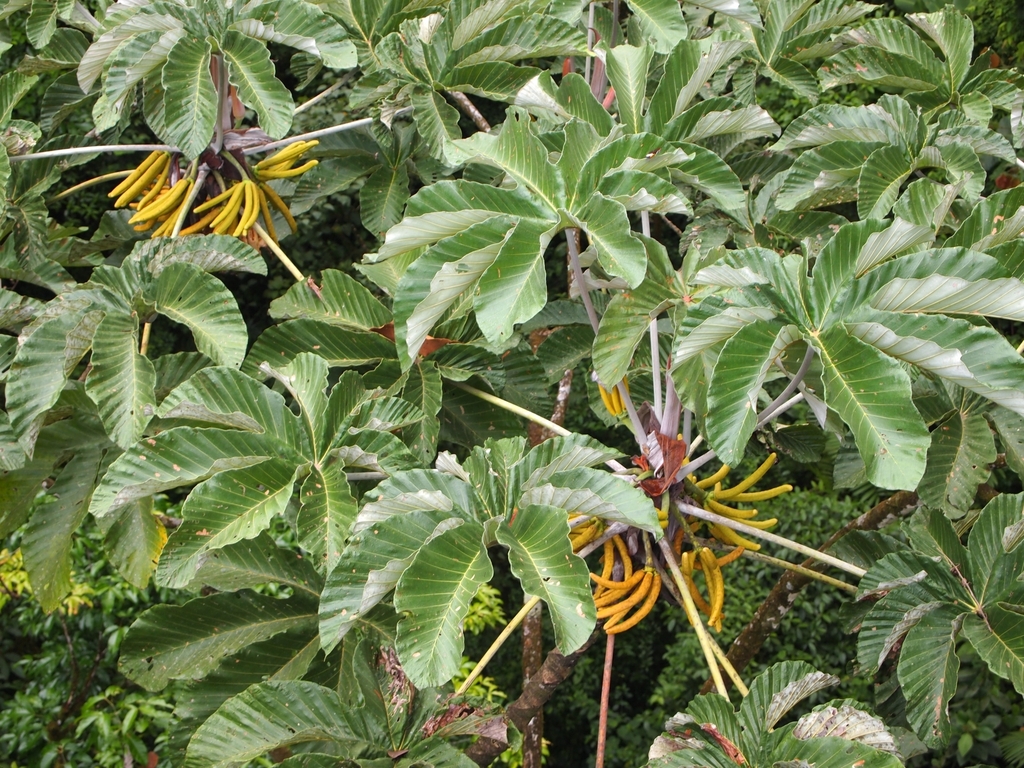 Cecropia insignis from La Fortuna, Provincia de Alajuela, San Carlos ...