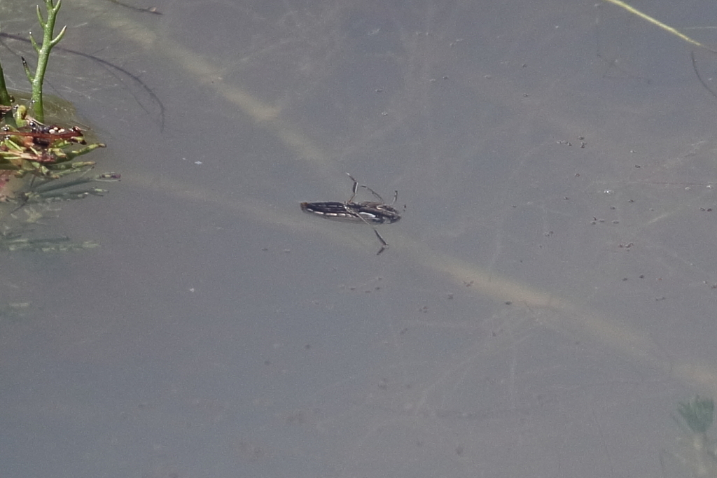 Enithares from Drummond VIC 3461, Australia on November 27, 2023 at 03: ...