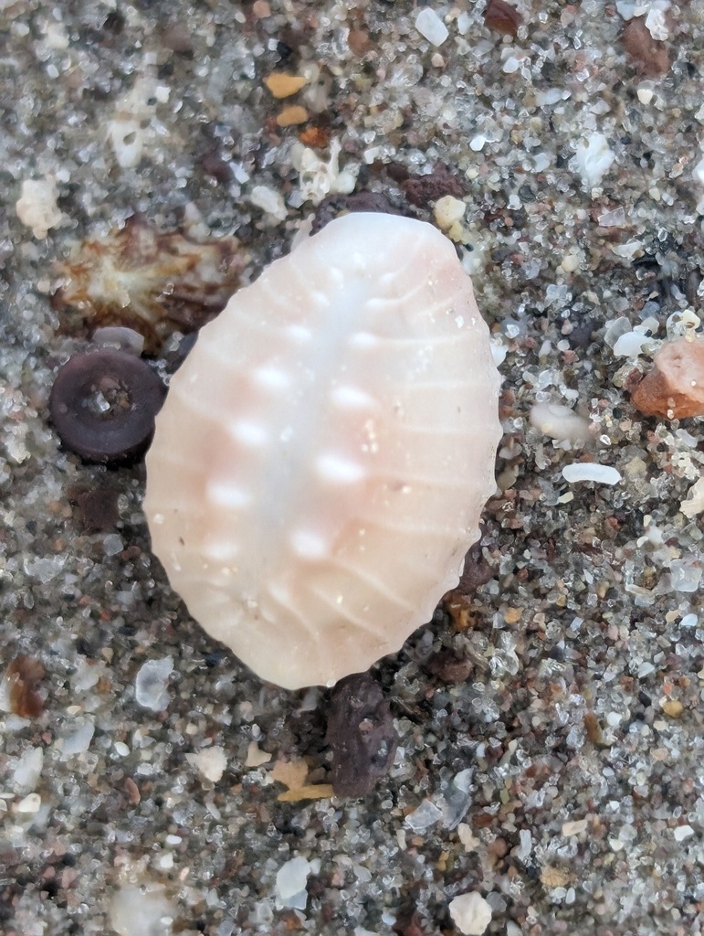 Solander's Trivia from Puertecitos, Baja California, Mexico on November ...