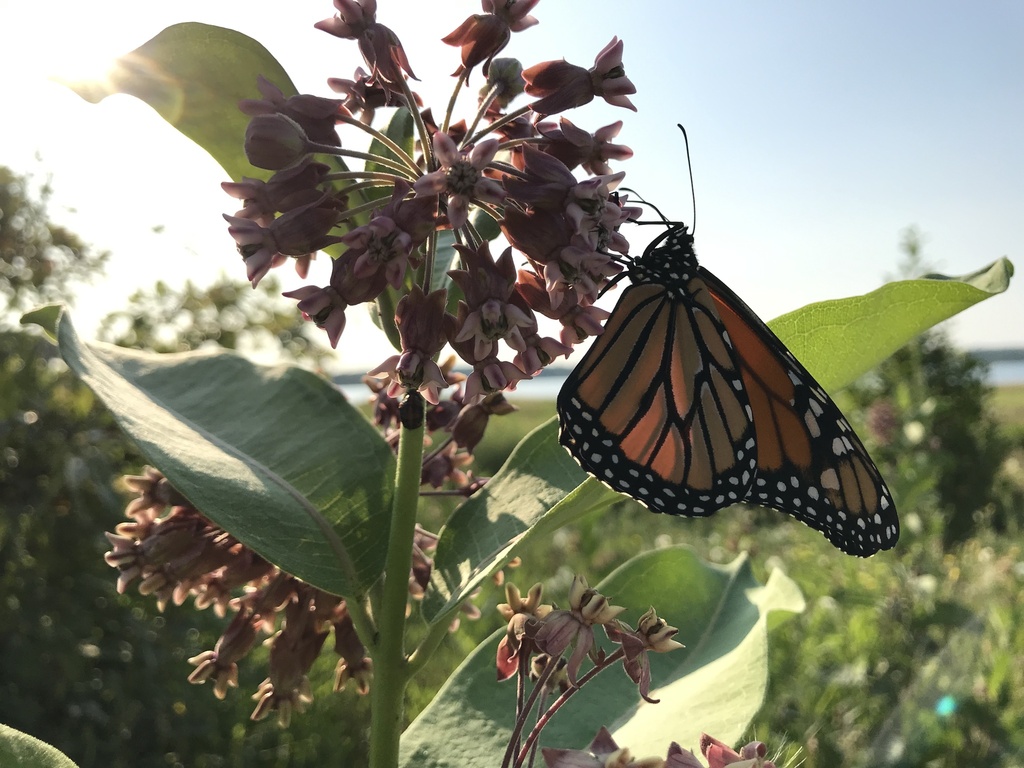 Monarch from I-295 S, Portland, ME, US on July 26, 2019 at 08:09 PM by ...
