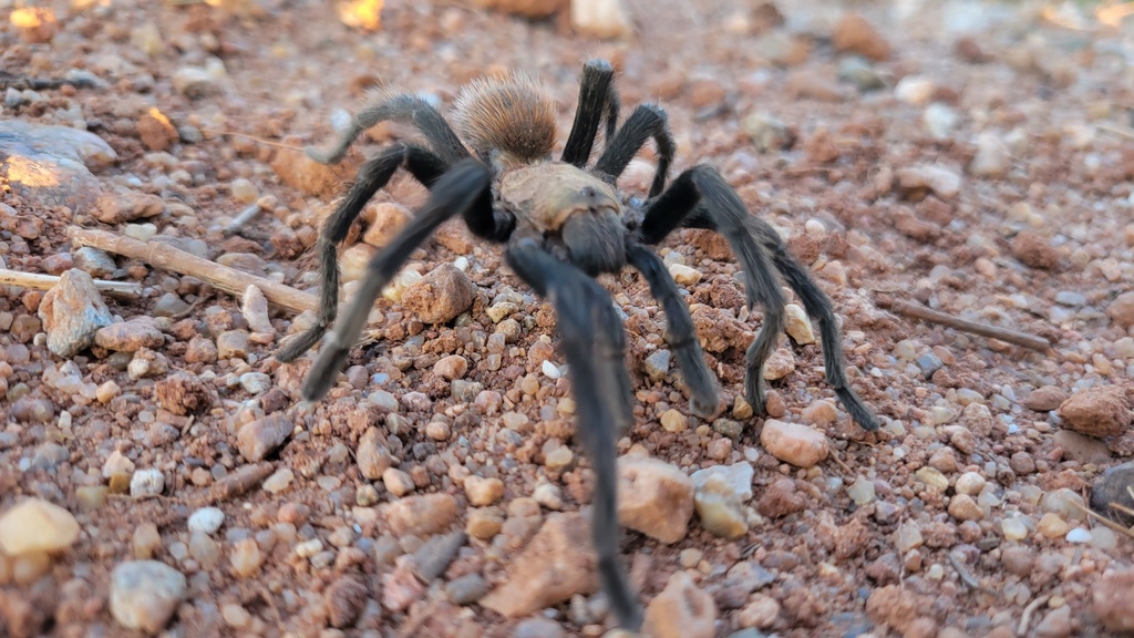 Texas Brown Tarantula from S Seminary St, Lake City, KS, US on June 24 ...