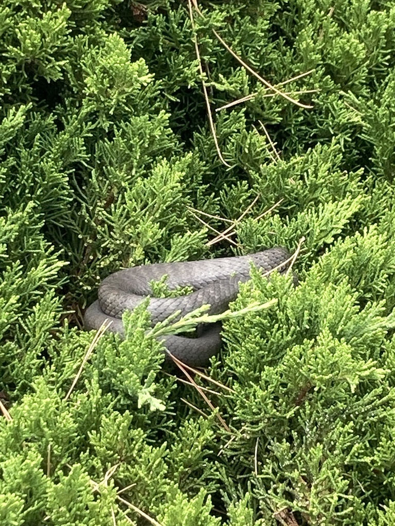Tiger Snake from Kangaroo Island, Penneshaw, SA, AU on January 21, 2023 ...