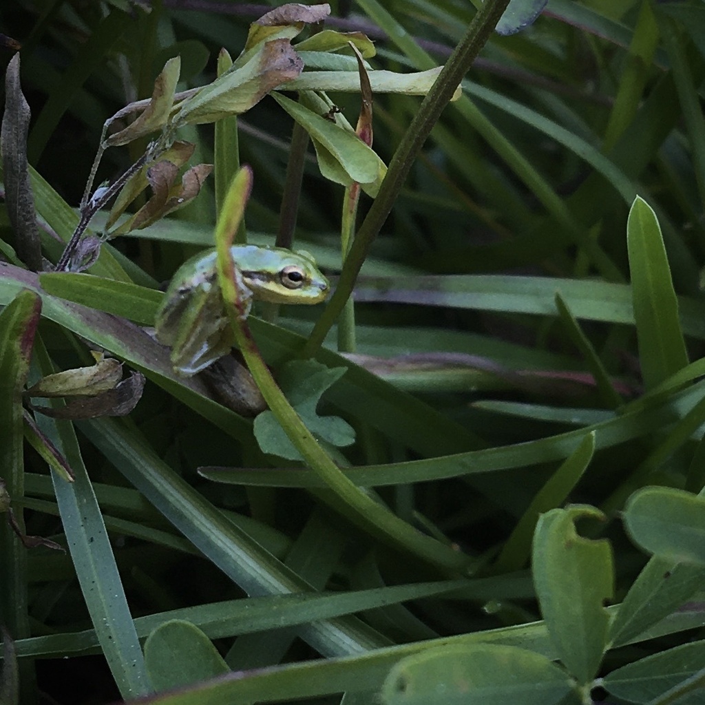 Pine Woods Tree Frog from University Of North Carolina, Wilmington, NC ...