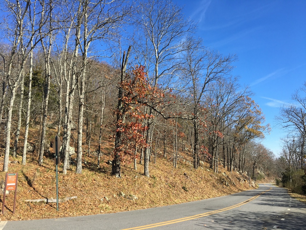blackjack oak from Kennesaw Mountain National Battlefield Park ...