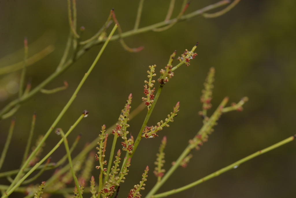 Native Currant from Sherwood NSW 2450, Australia on November 24, 2023 ...