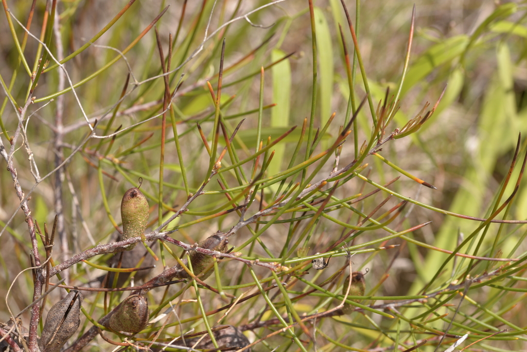 mulloway needle bush from Arrawarra NSW 2456, Australia on November 24 ...