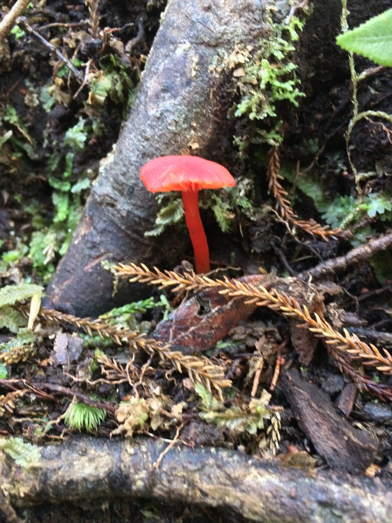 Vermilion Waxcap from Fiordland National Park, , Southland, NZ on March ...