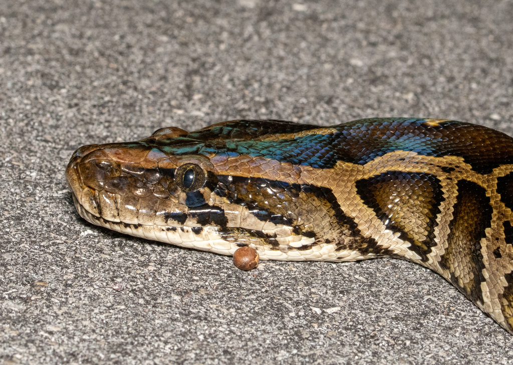 Burmese Python from Monroe County, FL, USA on November 7, 2023 at 08:10 ...