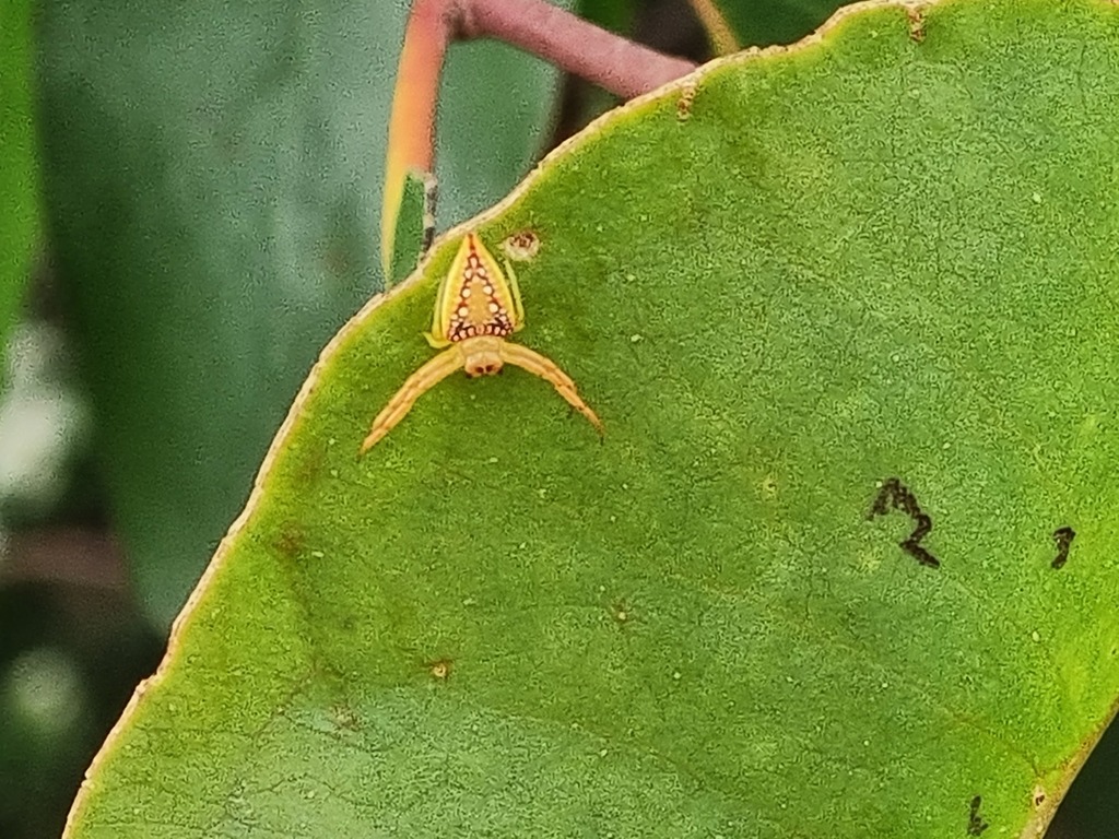 Walckenaer's Studded Triangular Spider from Wesburn VIC 3799, Australia ...