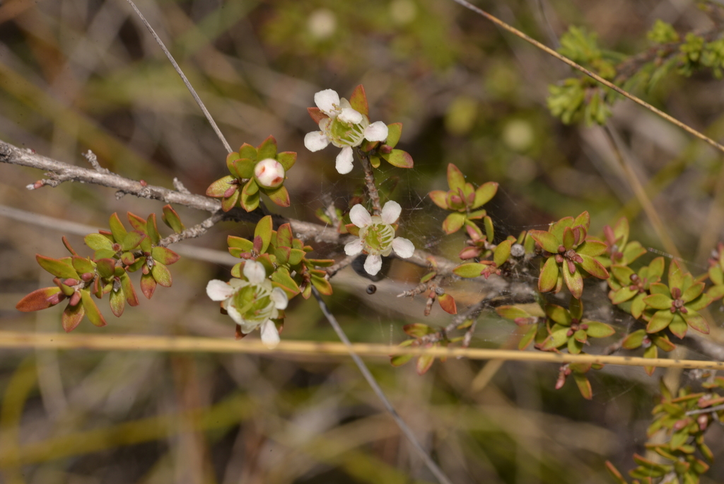 Tantoon from Arrawarra NSW 2456, Australia on November 24, 2023 at 02: ...