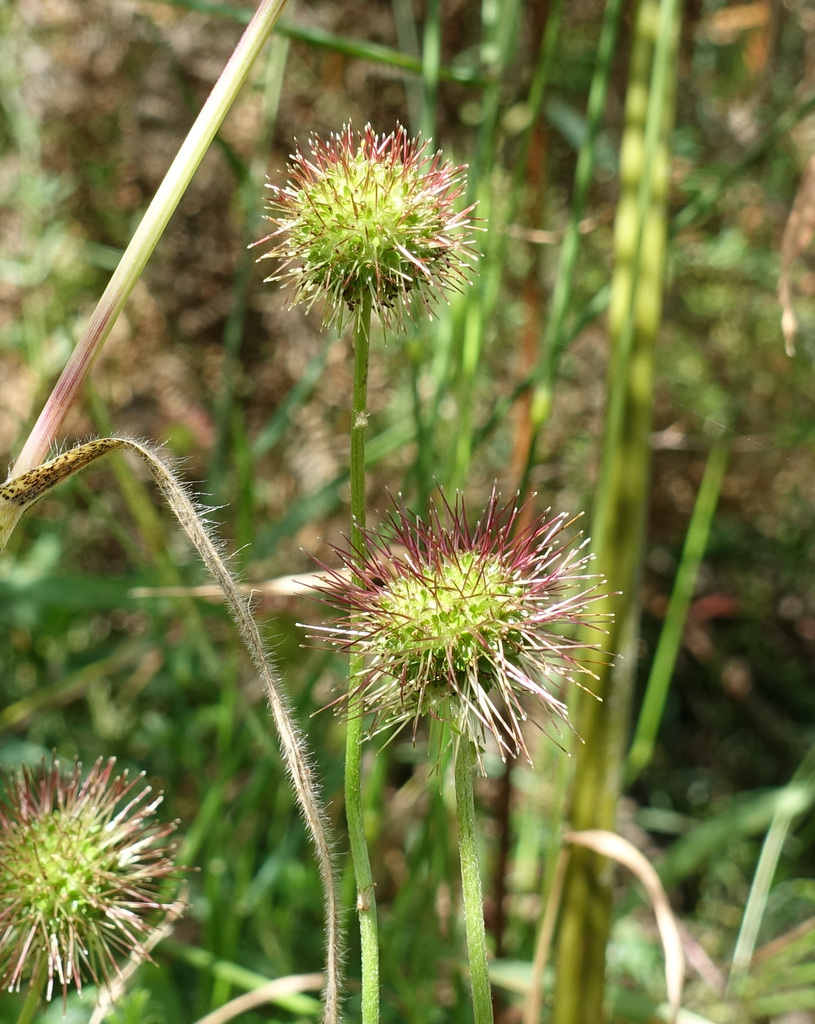 Biddy-biddy from Eltham VIC 3095, Australia on November 25, 2023 at 04: ...