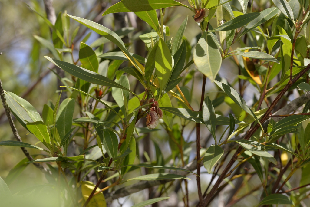 Common Hop Bush from Arrawarra NSW 2456, Australia on November 24, 2023 ...