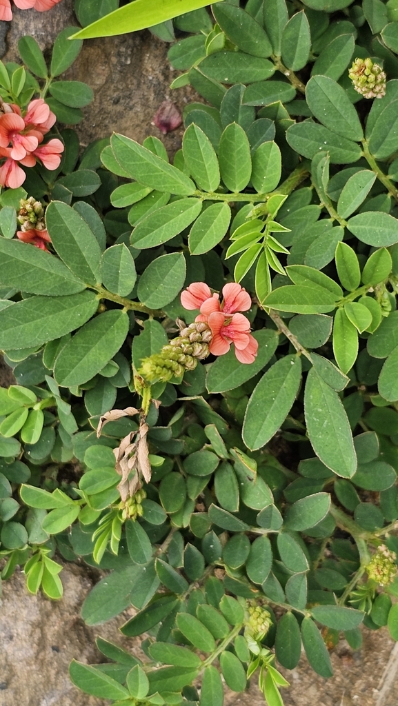 trailing indigo from Clansthal, Ezembeni, South Africa on November 27 ...