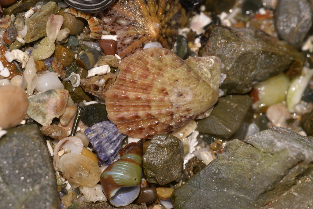 Livid Fan Scallop from Arrawarra NSW 2456, Australia on November 24 ...