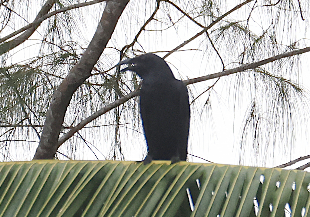 Torresian Crow from Tabari Is (Merpati), Raja Ampat Regency, West Papua ...