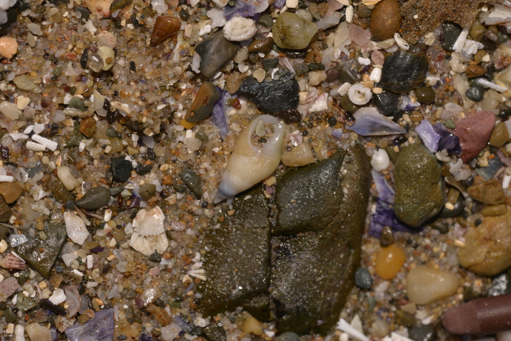 yellow-coated clusterwink from Arrawarra NSW 2456, Australia on ...