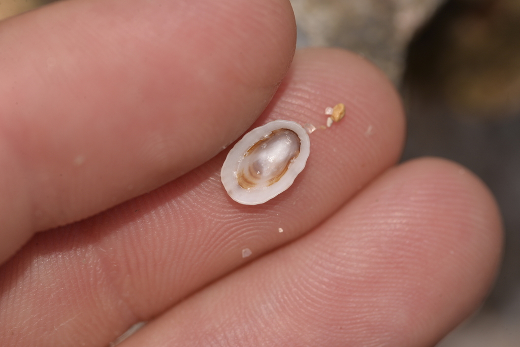 Patelloida mufria from Arrawarra NSW 2456, Australia on November 24, 2023 at 02:47 PM by Nick ...