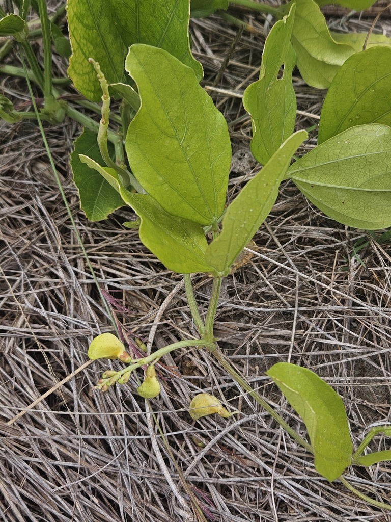 beach pea from Gold Coast QLD, Australia on November 29, 2023 at 10:54 ...