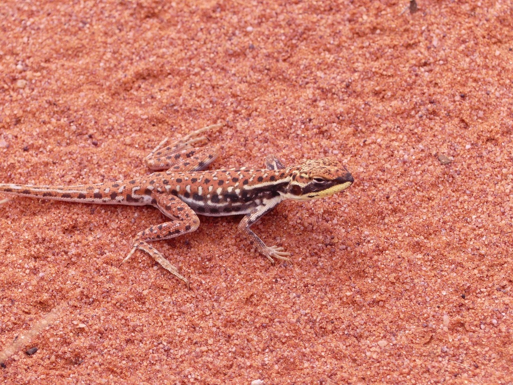 Military Dragon in November 2023 by Ollie Scully · iNaturalist