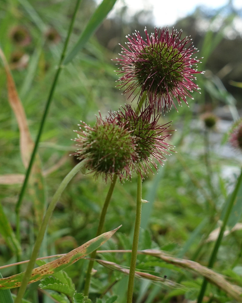 Biddy-biddy from Eltham VIC 3095, Australia on November 25, 2023 at 05: ...