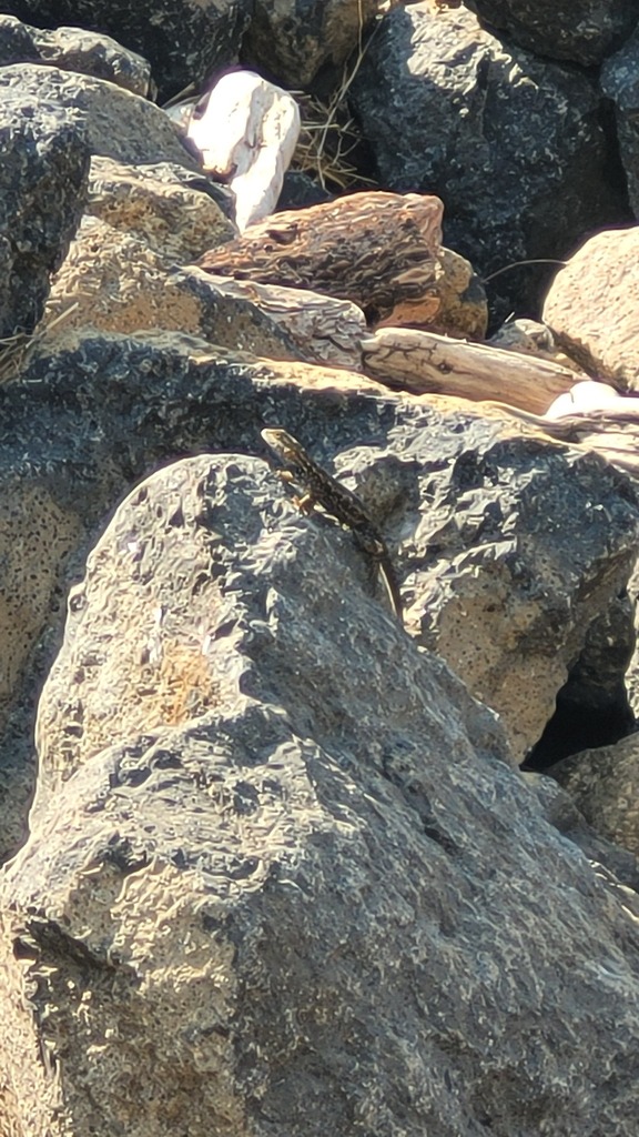 Western Fence Lizard from Fresno County, CA, USA on September 22, 2023 ...