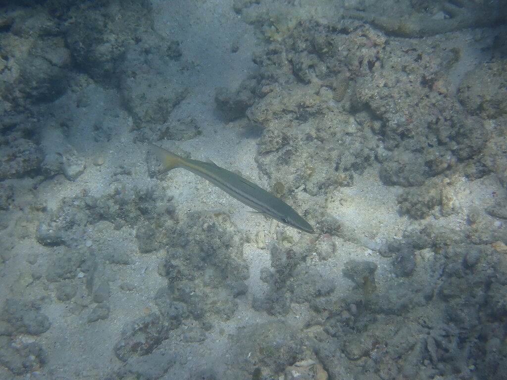 Striped Barracuda from Cook, QLD, Australia on October 26, 2023 at 08: ...