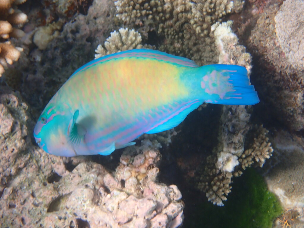 Pacific Bullethead Parrotfish from Cook, QLD, Australia on October 26 ...