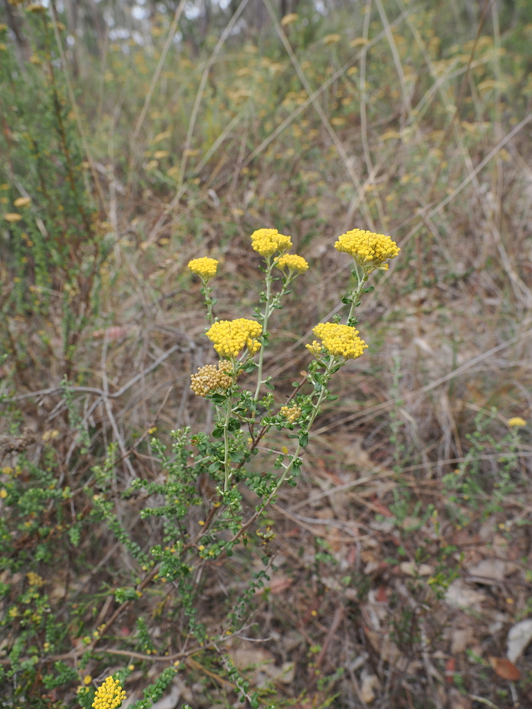 Grey Everlasting in November 2023 by millotia · iNaturalist