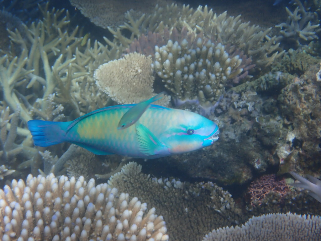 Pacific Bullethead Parrotfish from Cook, QLD, Australia on October 26 ...