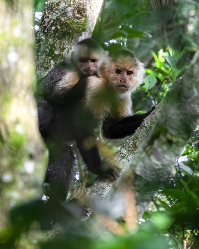 White-throated Capuchin from Bosque Kaukitá, Pereira, Risaralda ...