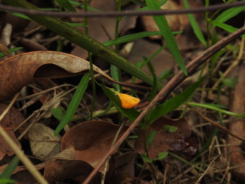 spade flower from Brisbane QLD, Australia on November 29, 2023 at 11:54 ...
