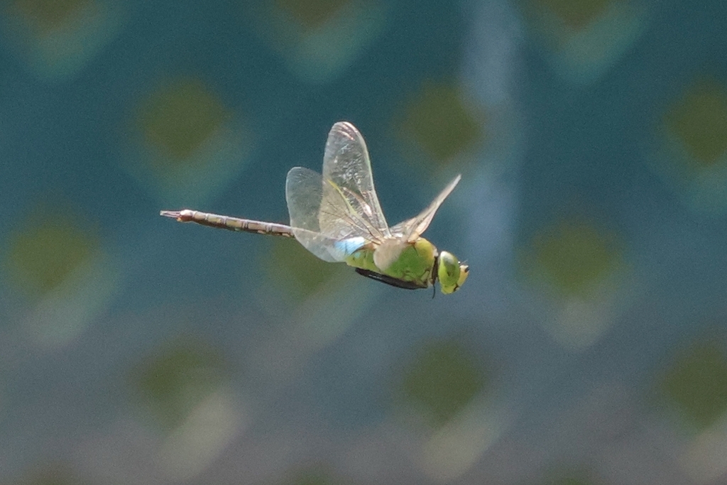 Anax julius in October 2023 by Ho Pak Kei · iNaturalist
