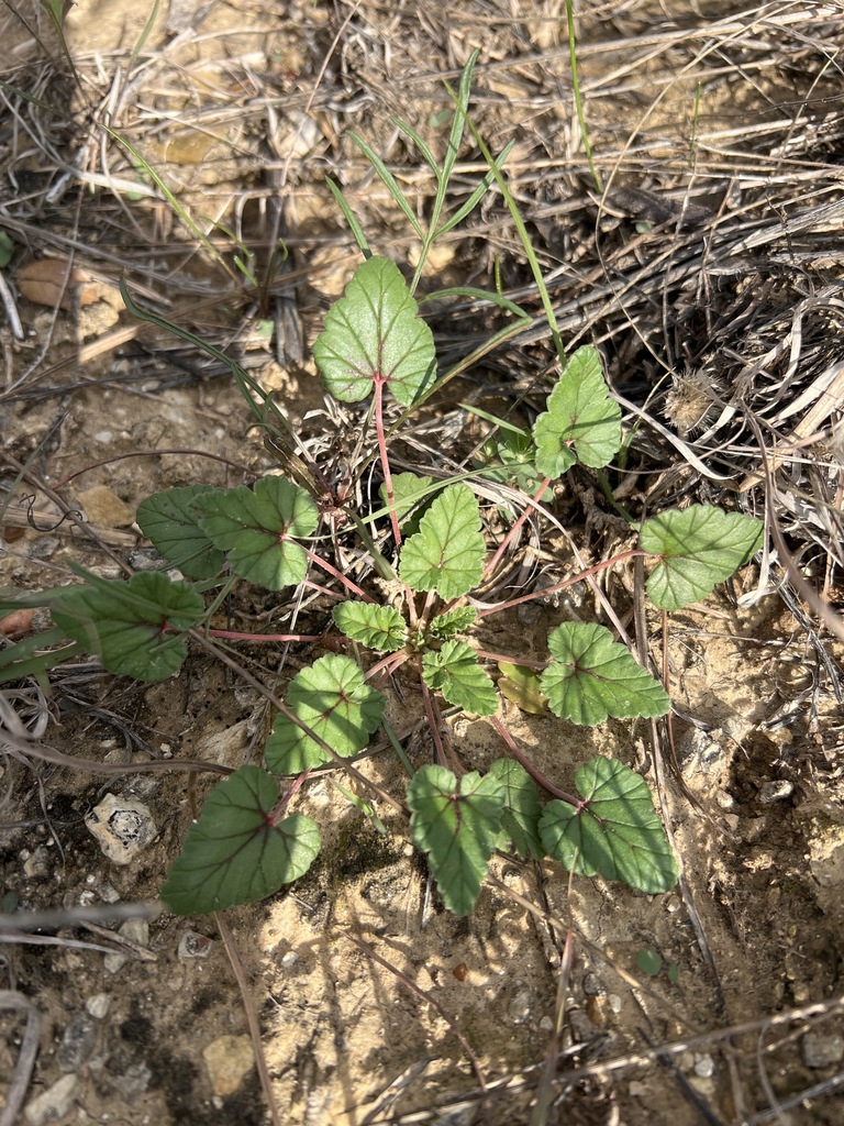 Texas stork's bill from Fossil Rim Wildlife Center, Glenrose TX on ...