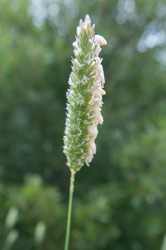 harding grass from Castlemaine VIC, Australia on November 26, 2023 at ...