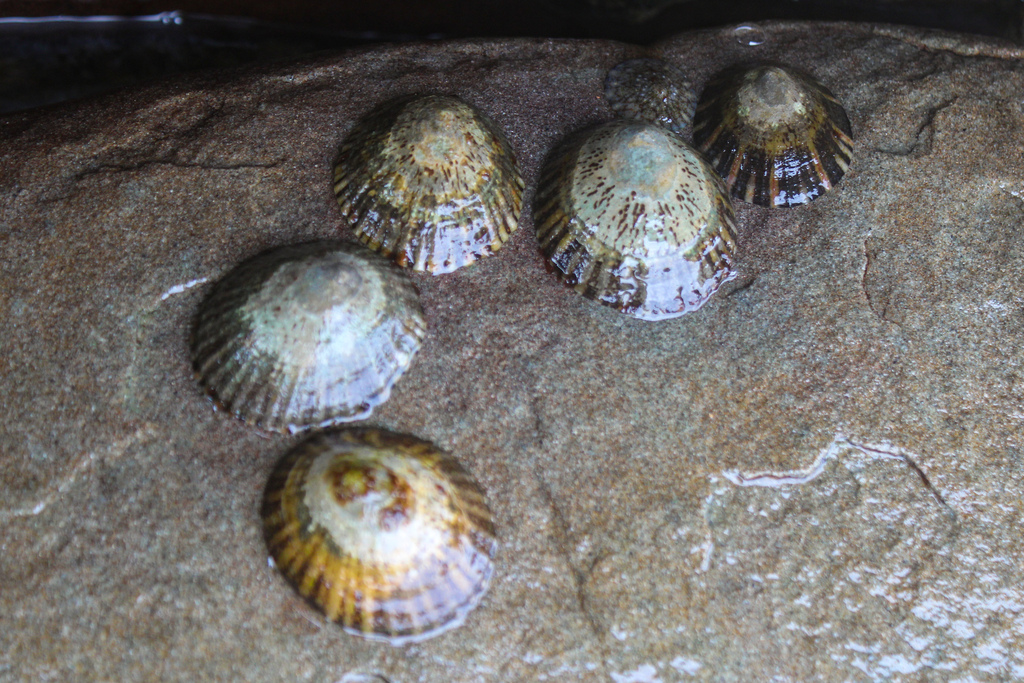 Variegated limpet from Australia on November 24, 2023 at 04:21 PM by ...